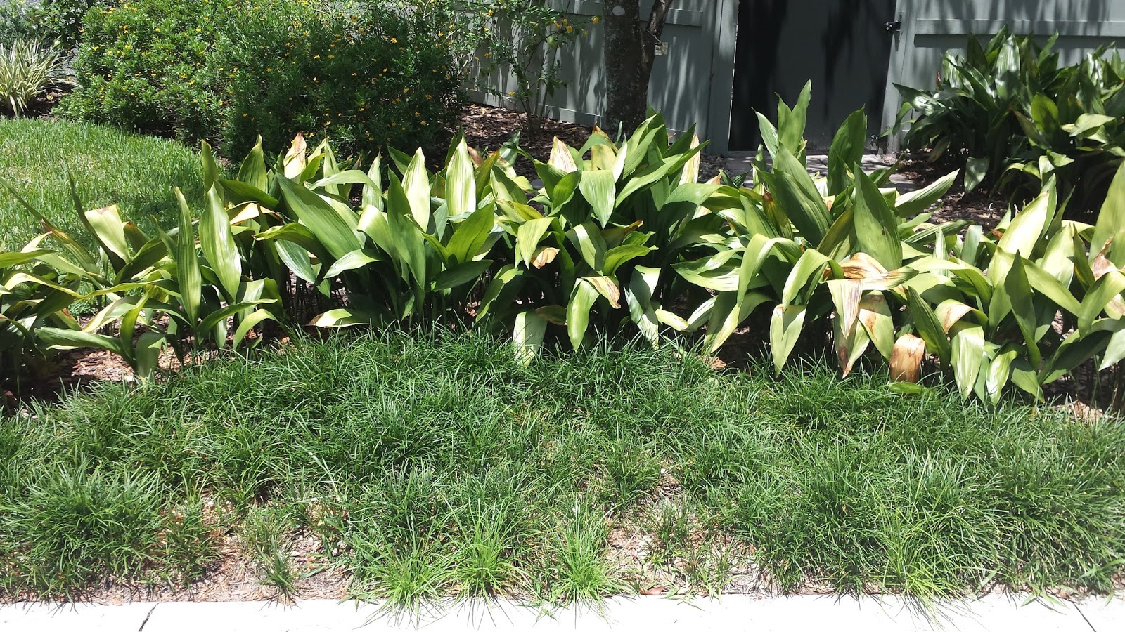 Cast Iron Plant Landscape