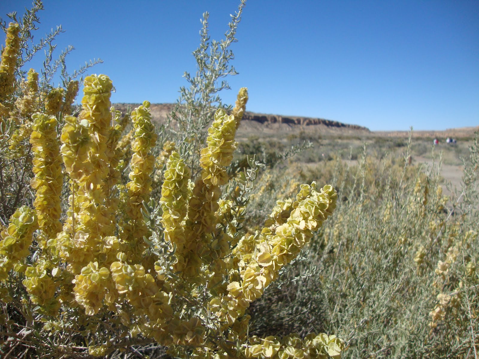danger garden: Chaco Canyon