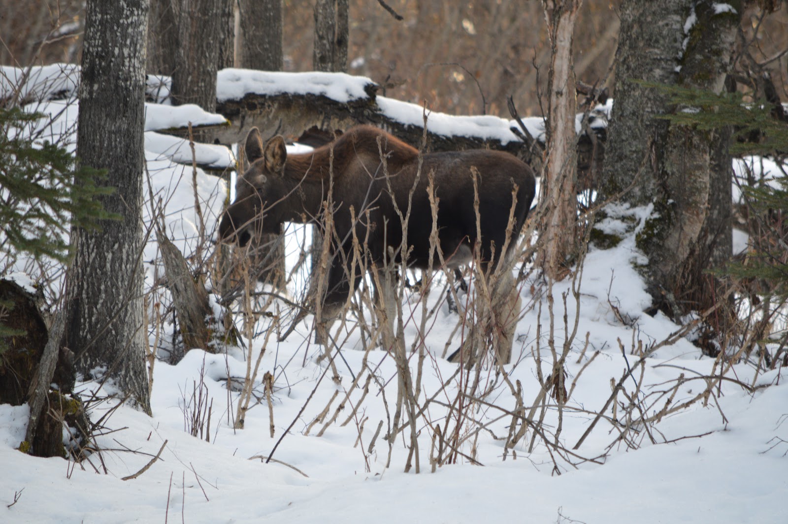 Courageous Joy: Moose at Play