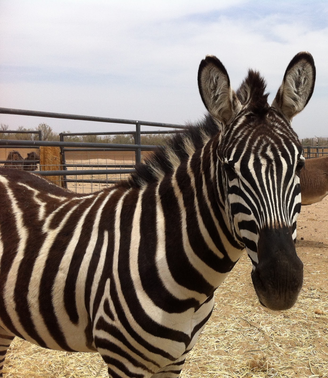 Confessions From the Playroom: Kangaroo's and Emu's... and a Zonkey?