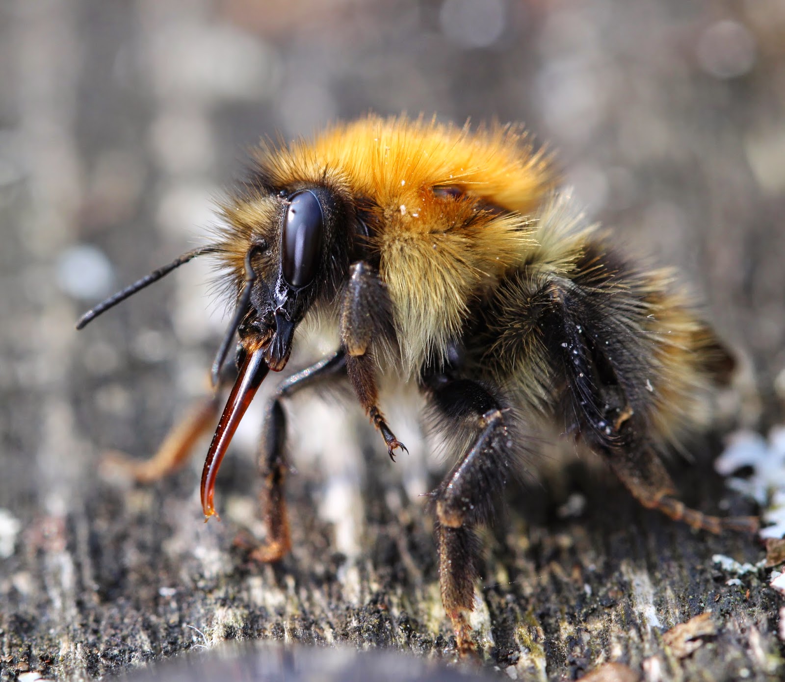 TrogTrogBlog: Common carder bee