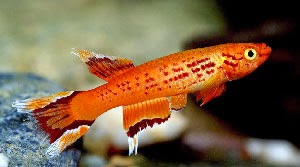 Fresh Water Fish Keeping: Killi Fish