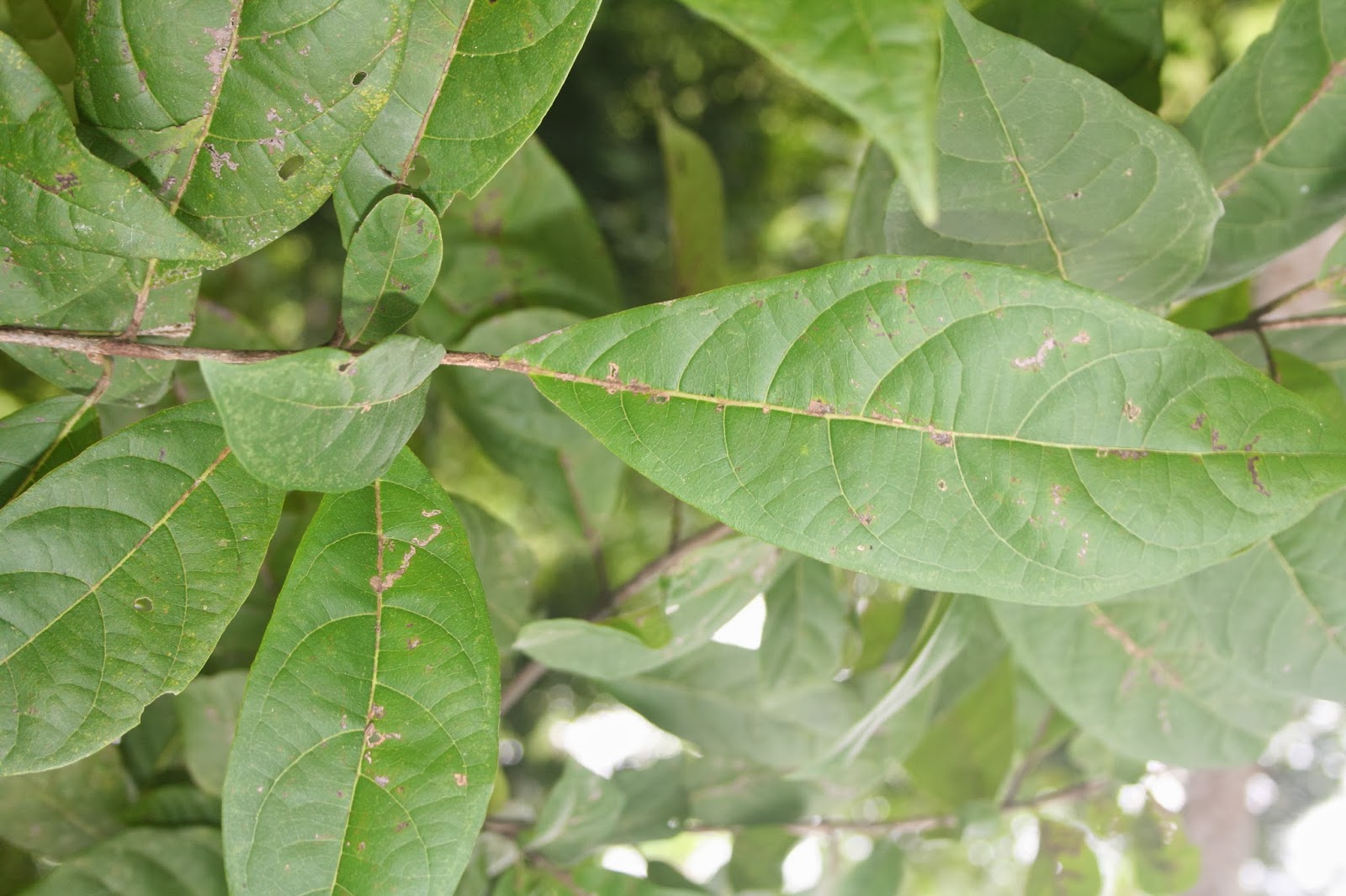 Proyecto Arboreto Nativo - ARBORETUM PROJECT NATIVE