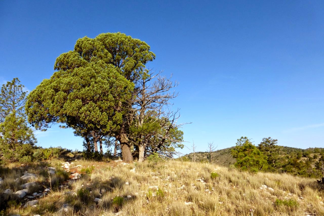Greg's Running Adventures: Bush Mt (Guadalupe Mountains National Park)