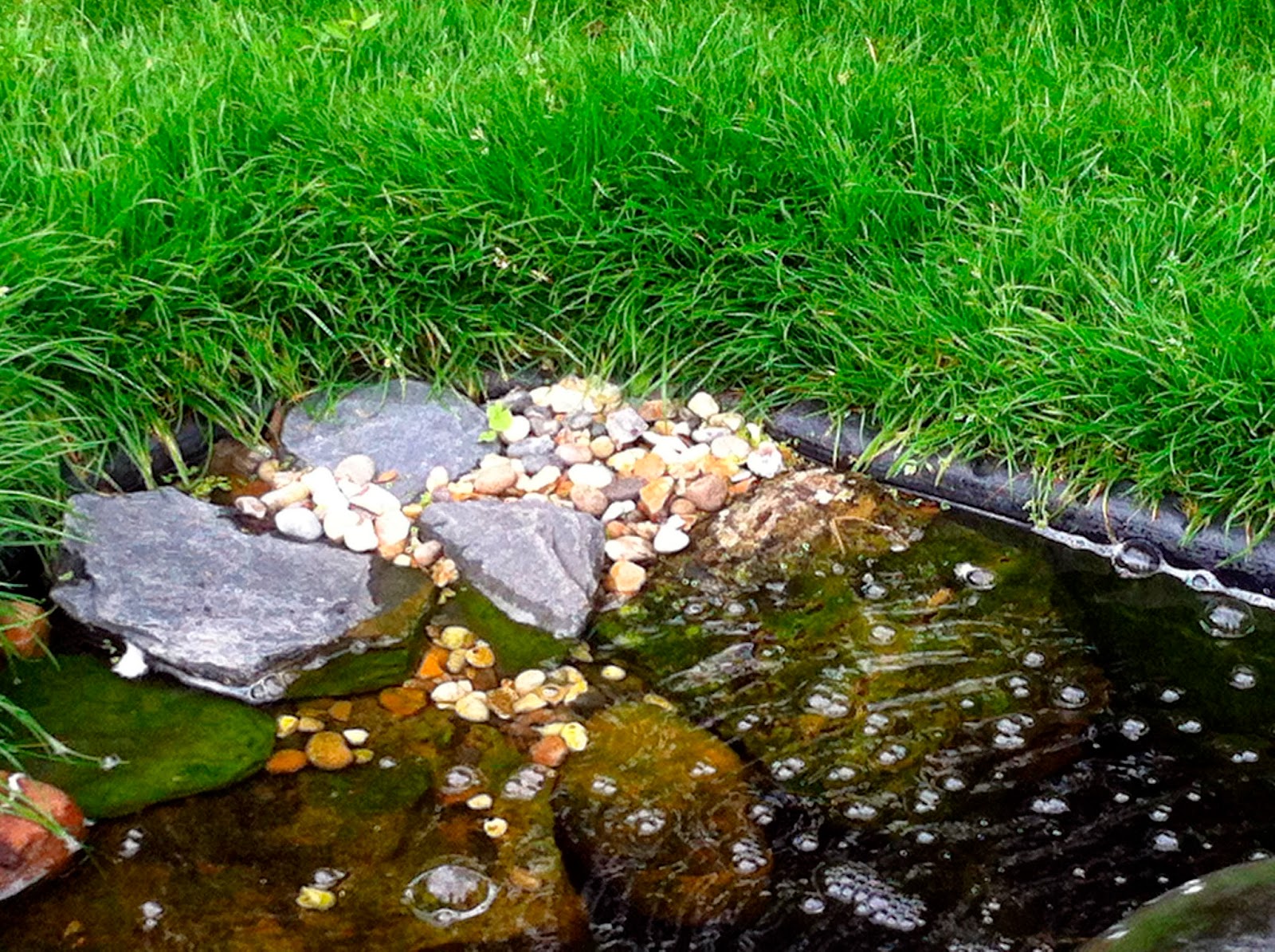 The Hedgehog Shed: Building the perfect pond