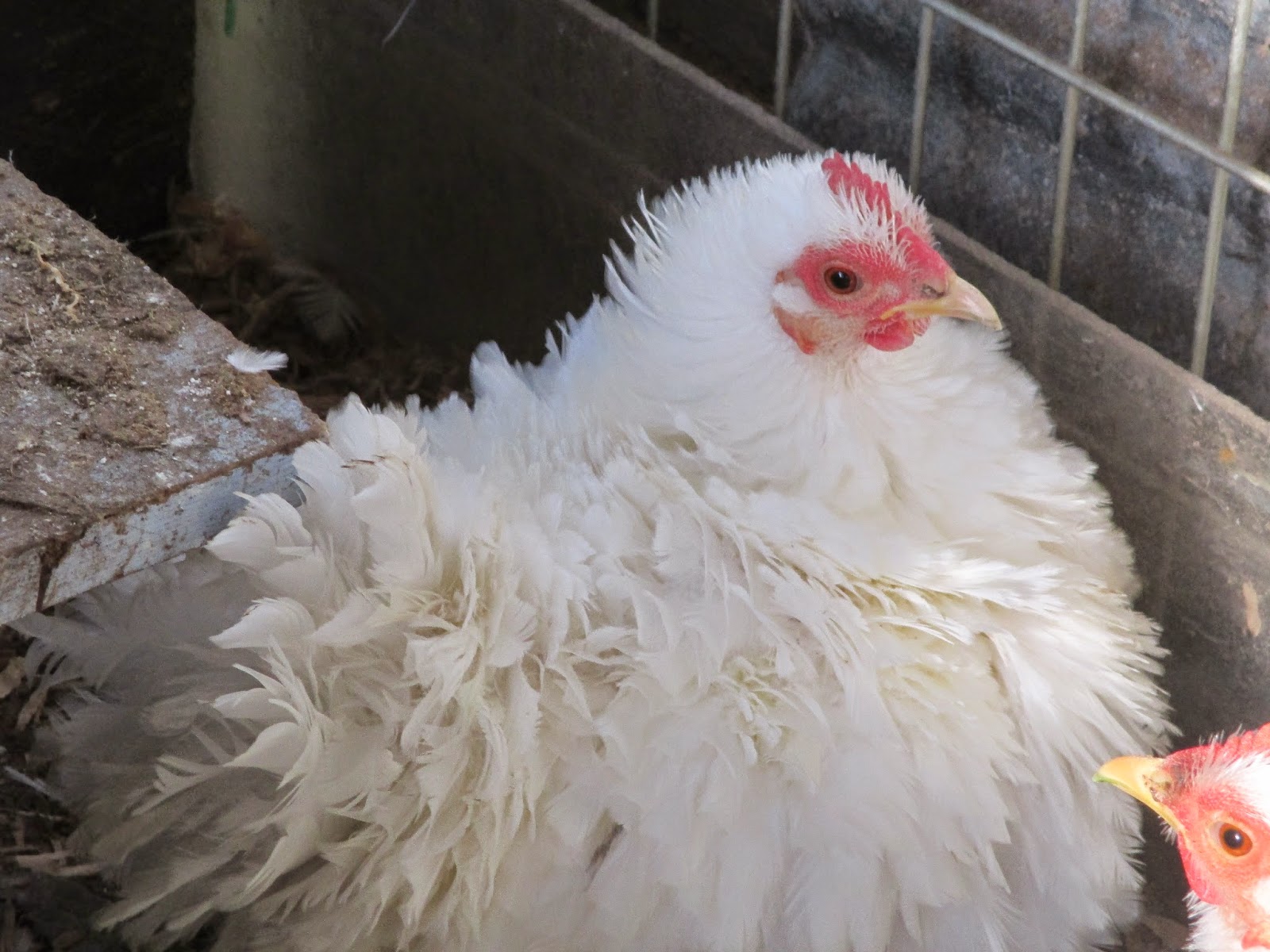 Just Chickens...: Cochins, Spotted Silkie-Cochins, and Doves