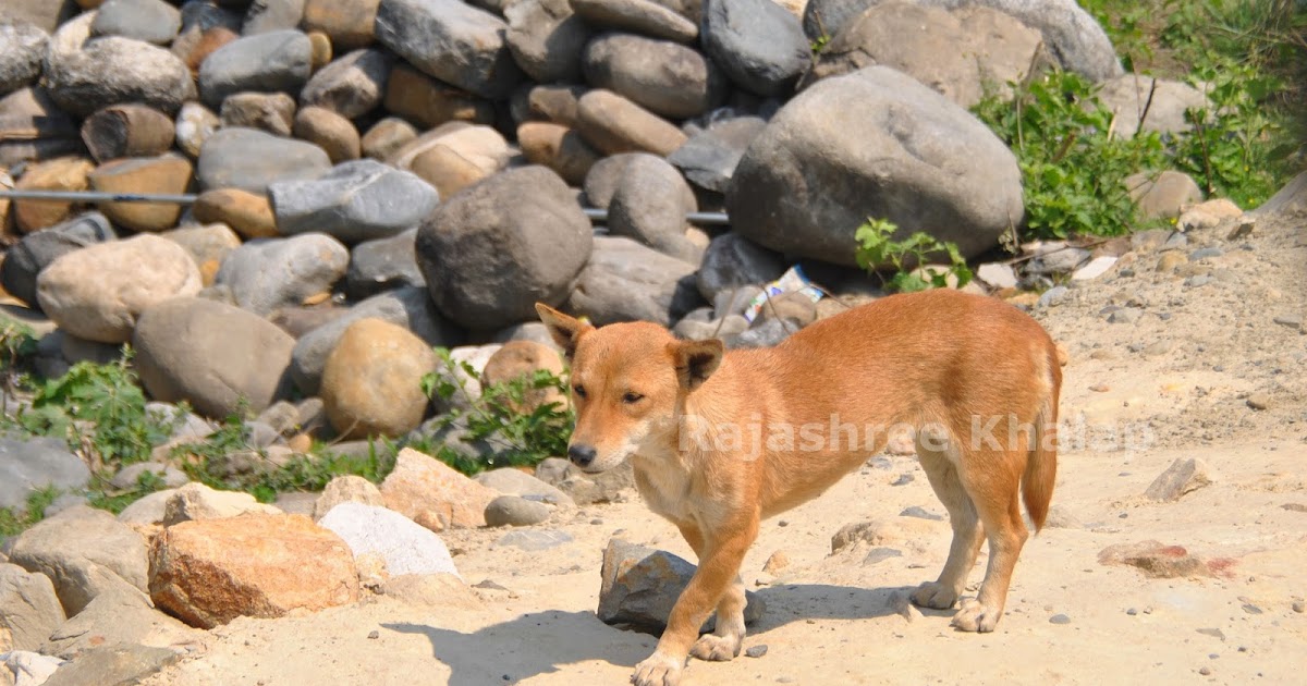Are you a Primitive Dog fan?: Some little dogs - Arunachal Pradesh and ...