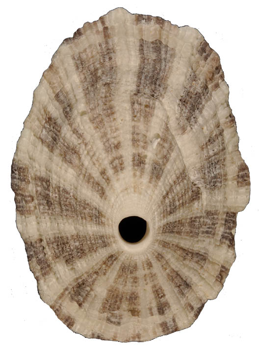 Keyhole Limpet Shell