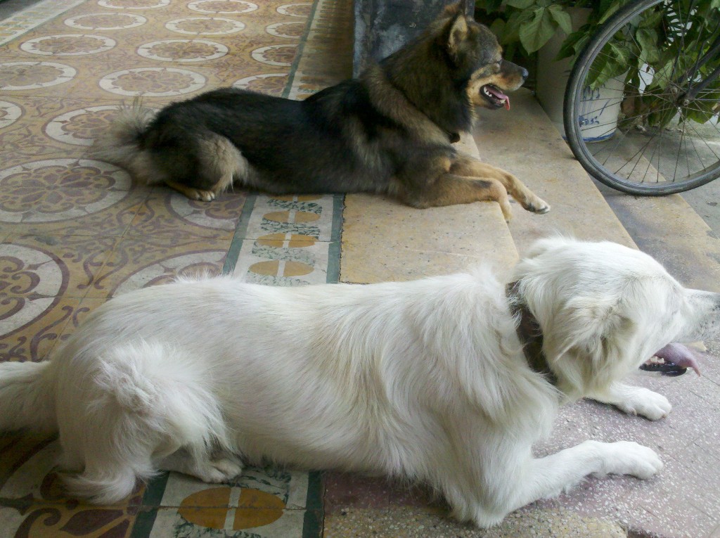 Thầy đồ - Đất văn chương: Hai con chó