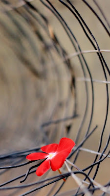 Fondo android pack 195