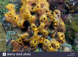 Biology 10: Topic 10a: Simple Invertebrates - Sponges