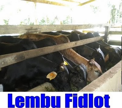 Panduan menternak lembu daging - Bincangkan sama2 | CariGold Forum