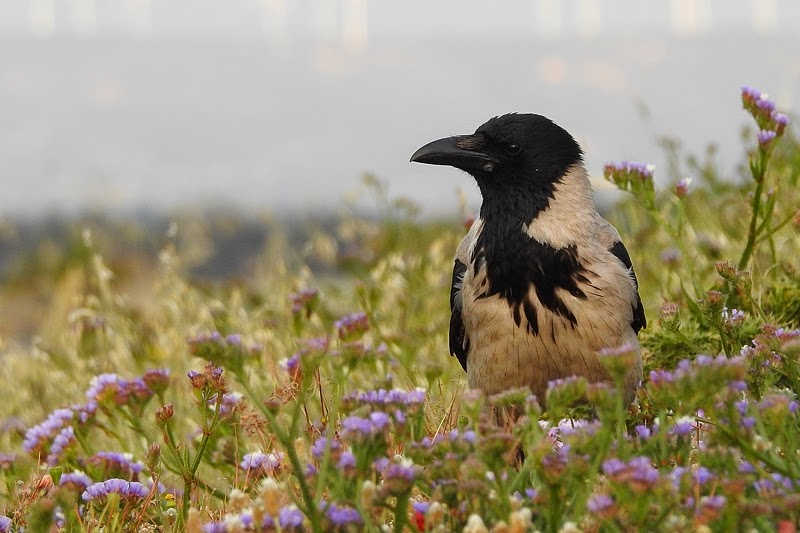 Outdoor Photography: Vogels van Cyprus