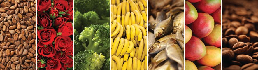 Productos de exportación en el Ecuador