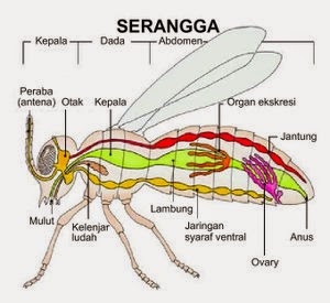 ALAT PERNAPASAN HEWAN | KAPSAINS