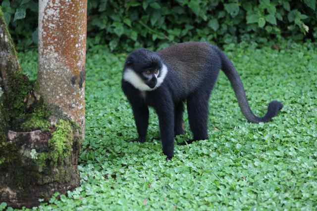 Gorillaland Safaris: Albertine Rift Safari