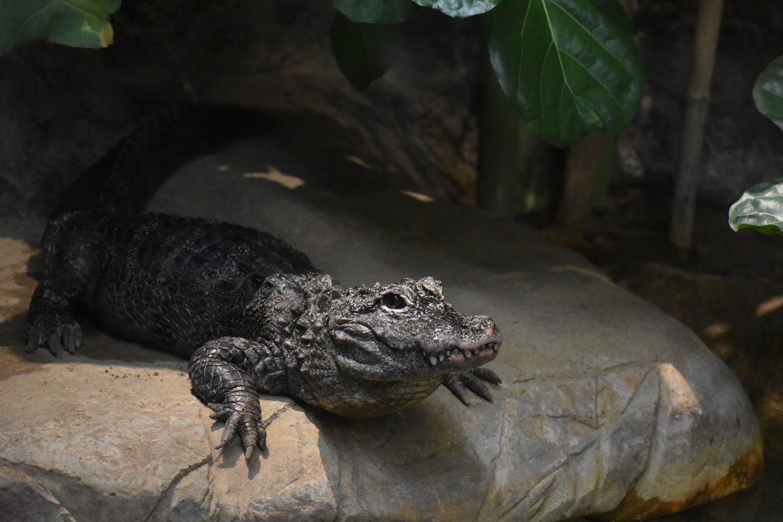 Figuring It Out 101: Milwaukee County Zoo, Milwaukee Wisconsin