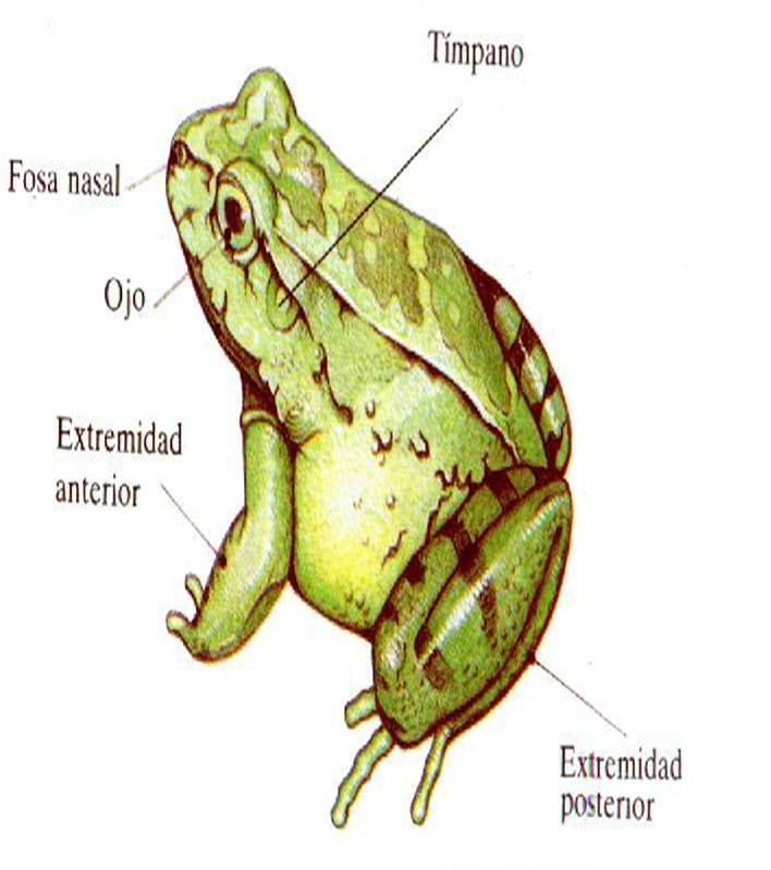 BIOLOGÍA Y GEOLOGÍA 1º ESO: ANATOMÍA DE UN ANFIBIO