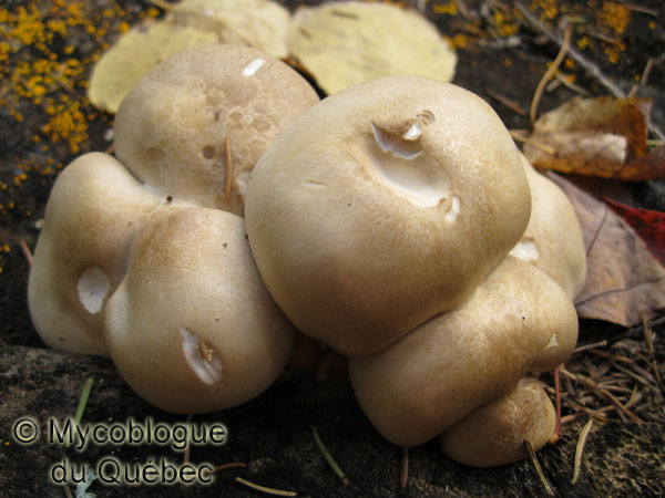 Le Mycoblogue du Québec: LES PLEUROTES