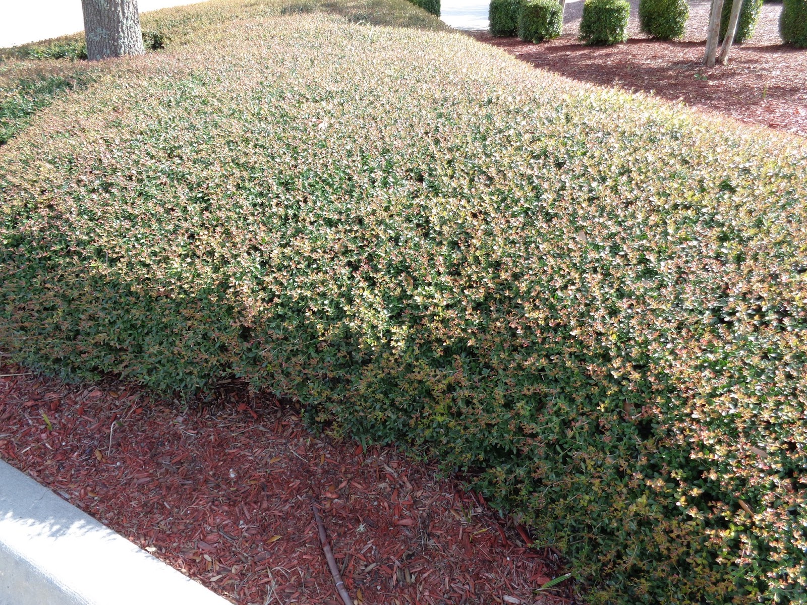 University of Florida/IFAS Charlotte County Extension: This dwarf shrub ...