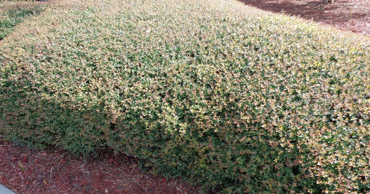 University of Florida/IFAS Charlotte County Extension: This dwarf shrub ...