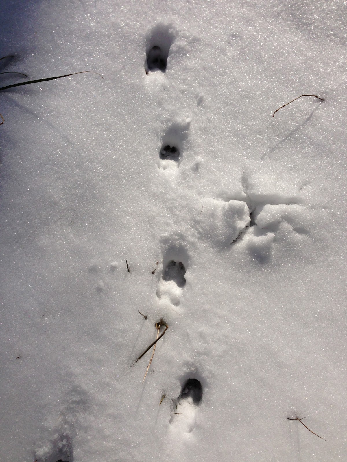 Værksted, Natur og Teknik: Dyr