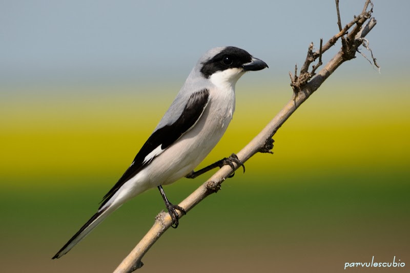 Mengenal jenis-jenis Cendet