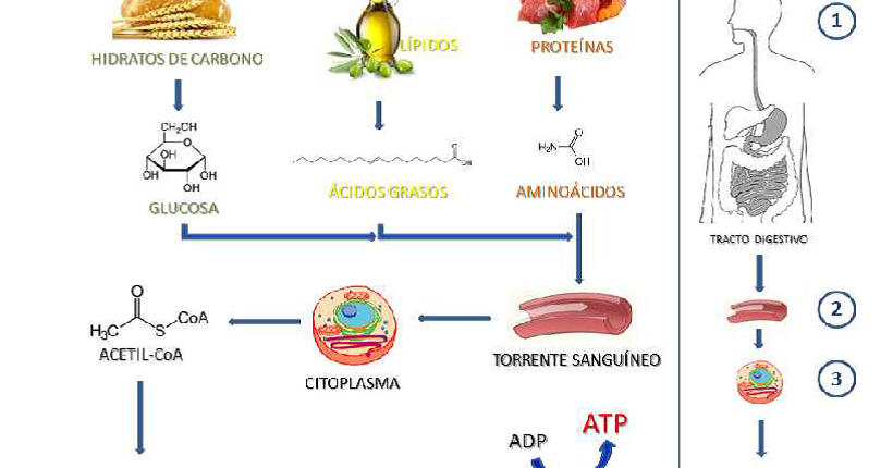MUNDO DE LA BIOQUIMICA