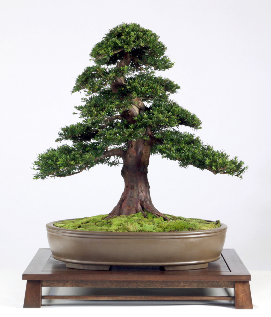 Green Dragon Bonsai: Bonsai Trees