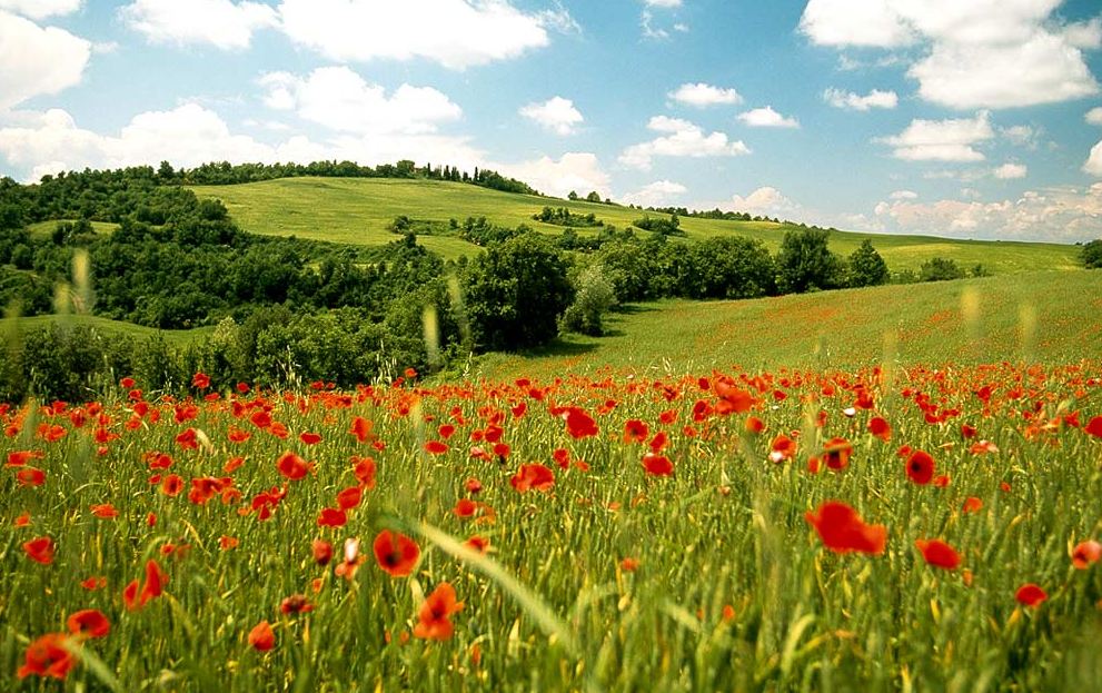 Speranta, credinta si iubire: Campul de maci