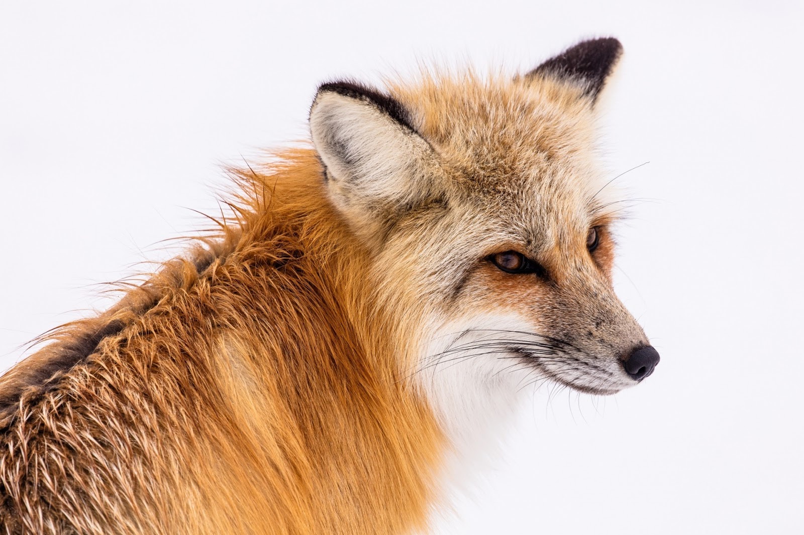 Four Varieties Of Foxes That We Should Know - Rozee Pro