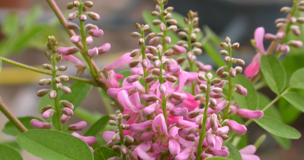 Cara Menanam Indigofera Paling Simple | Tips Merawat Tanaman Ok