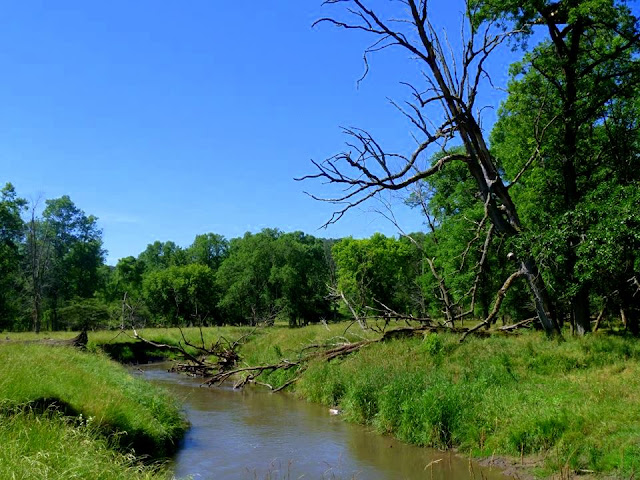 Mud Puddle Fishing - Salmon & Trout - Salmon & Trout | In-Depth Outdoors
