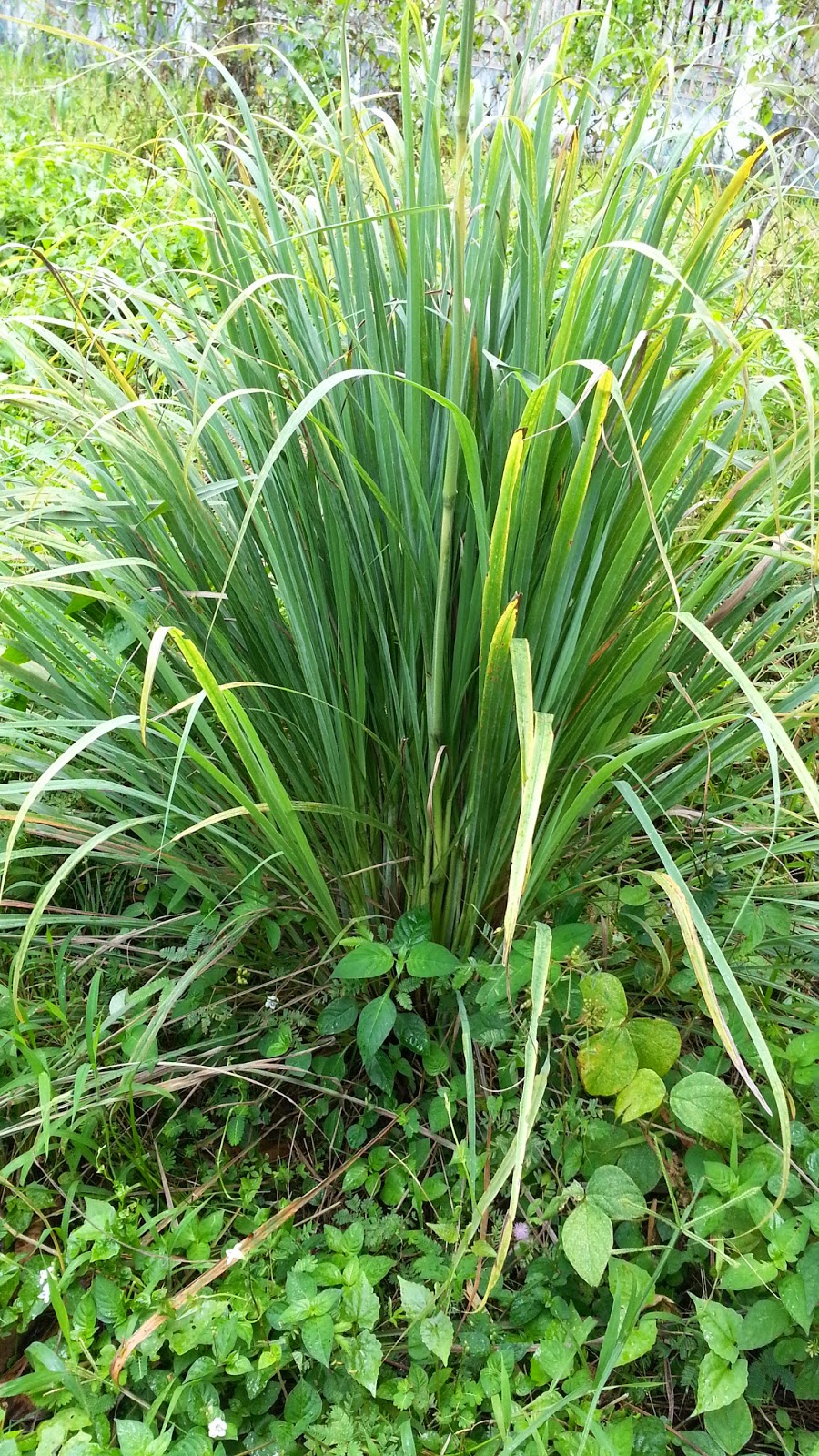 PERMATA MURAH SOKMO: POKOK SERAI BERBUNGA DAN BATU SERAI...BETUL ATAU ...