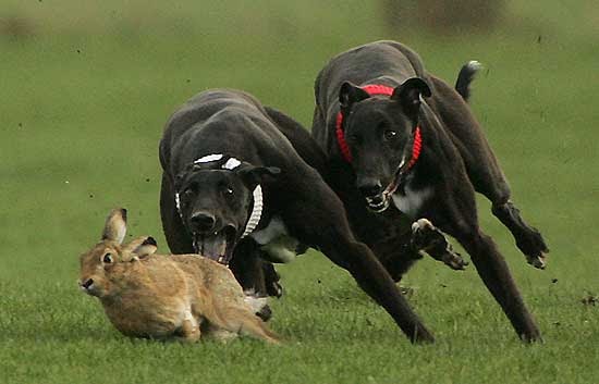INFORMA-T: Caza de la liebre con galgo