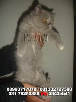 Hamster Dan Kucing Persia Murah Surabaya: DI JUAL KUCING EXO BETINA 3 ...