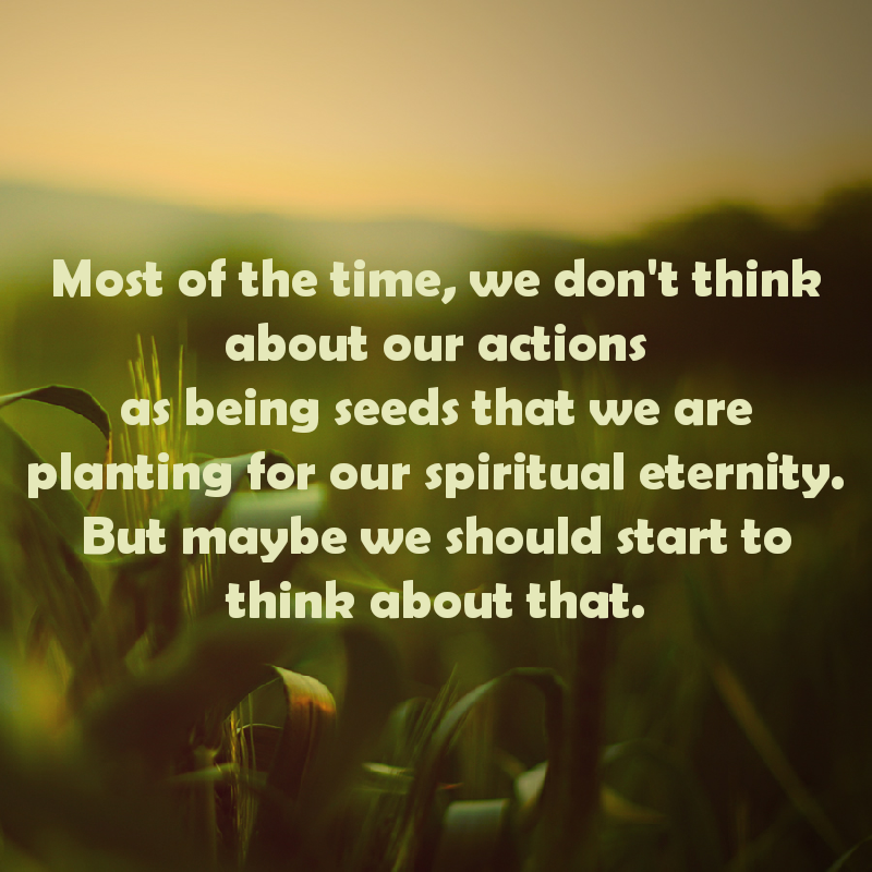 JOURNEY TOWARDS THE LIGHT : SEEDS WELL PLANTED