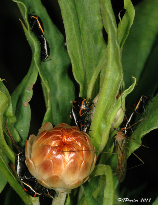 The Home Bug Garden: Friday Bug: Cosmopepla and Stachys