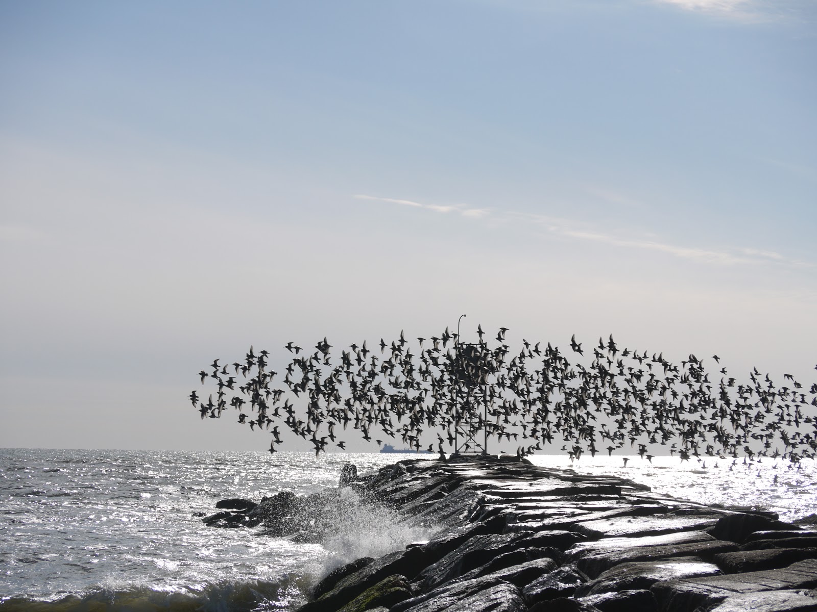 Frogma: Dunlin Murmuration, Jones Beach, 1/26/2019