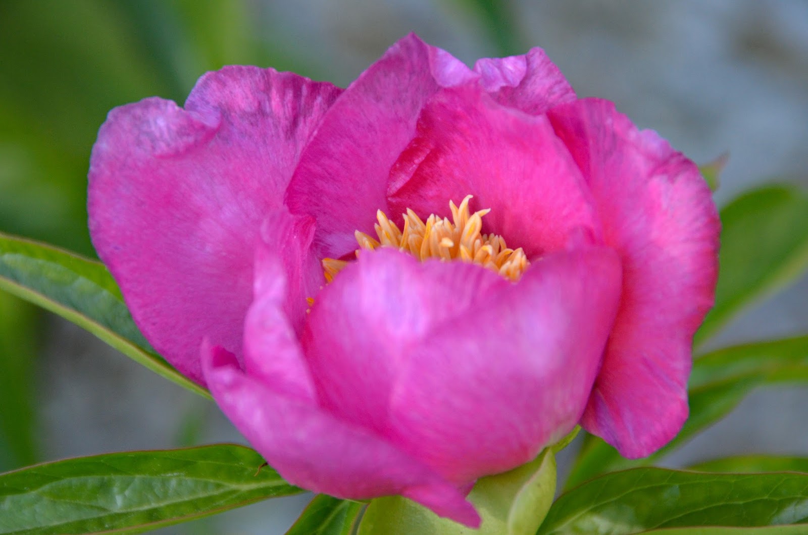 Southern Peony: 2016 Peony Blooms Early - Week 2