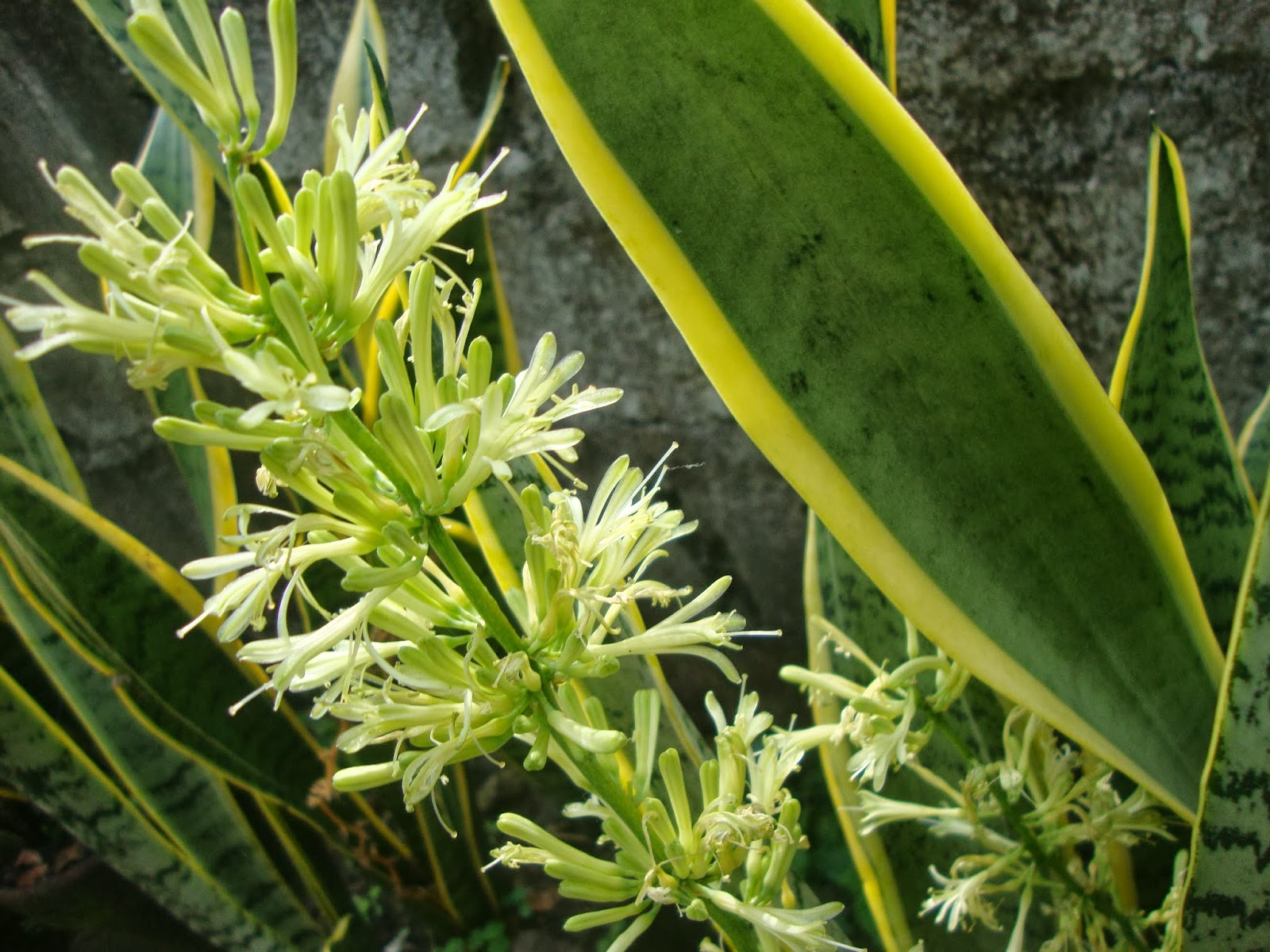 My Blog ... Activities: Espada Plant Flower