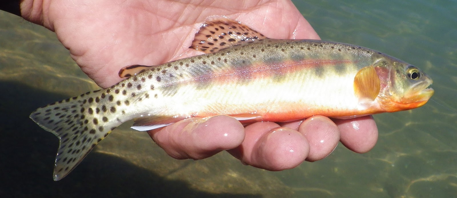 California Fly Fishing: September 2012