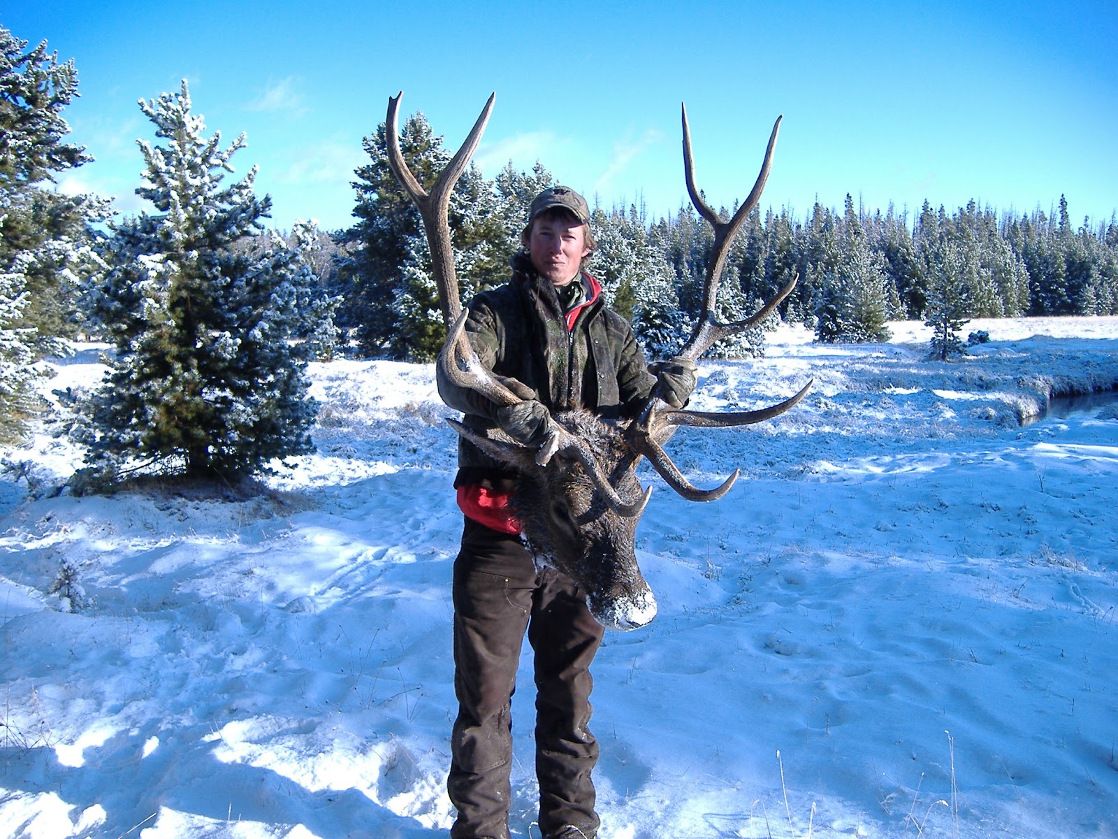 Hunting Points And Trophy Tails Utah Bull And Cow Elk Hunts
