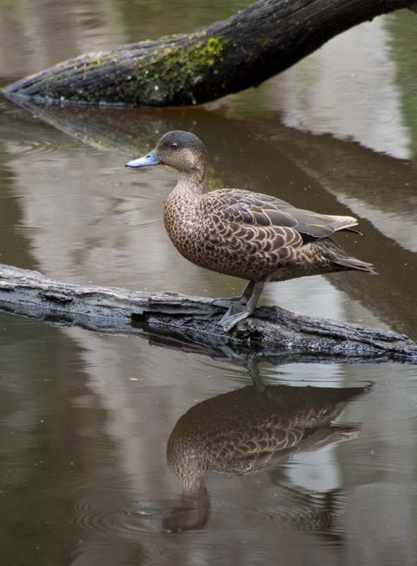 Wild Australia: Chestnut Teal.
