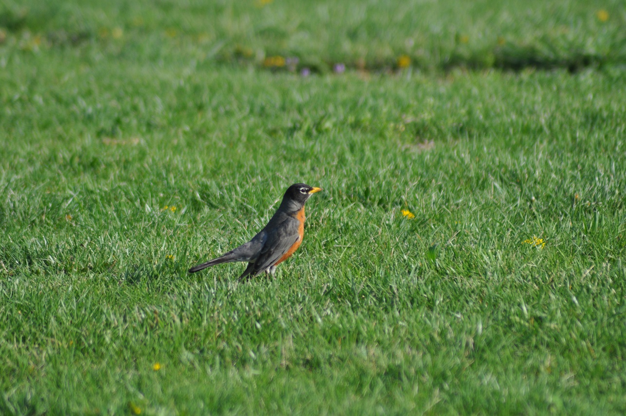 the garden-roof coop: The American Robin