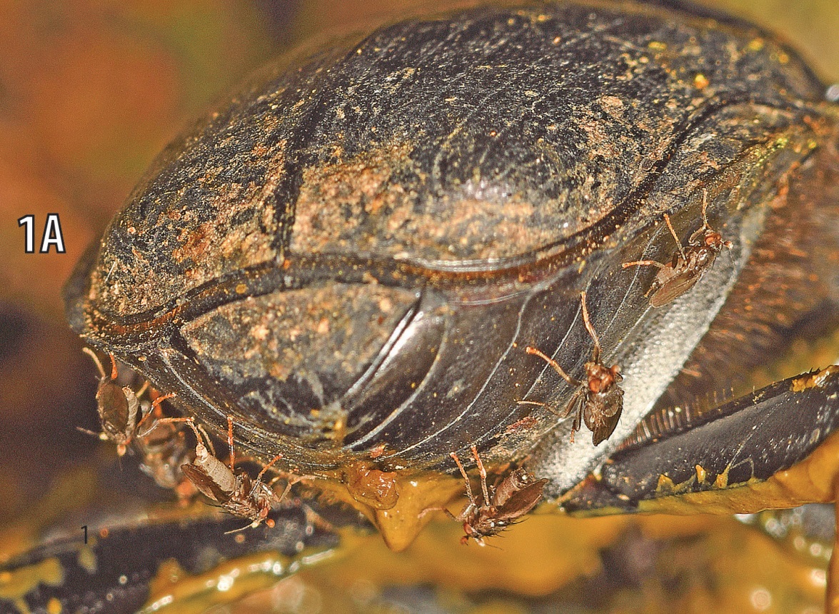 Species New to Science: [Entomology • 2019] Coprosylia bisetosa • A New ...