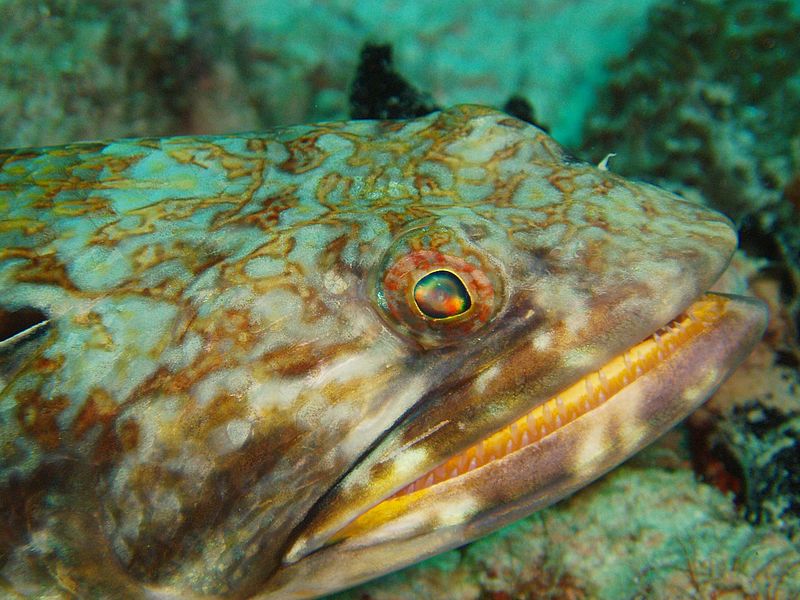 Fish Index: Sand Diver (Synodus intermedius)
