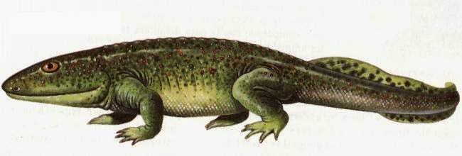 El profesor Bigotini: LOS PRIMEROS ANFIBIOS. CONQUISTANDO LA TIERRA FIRME