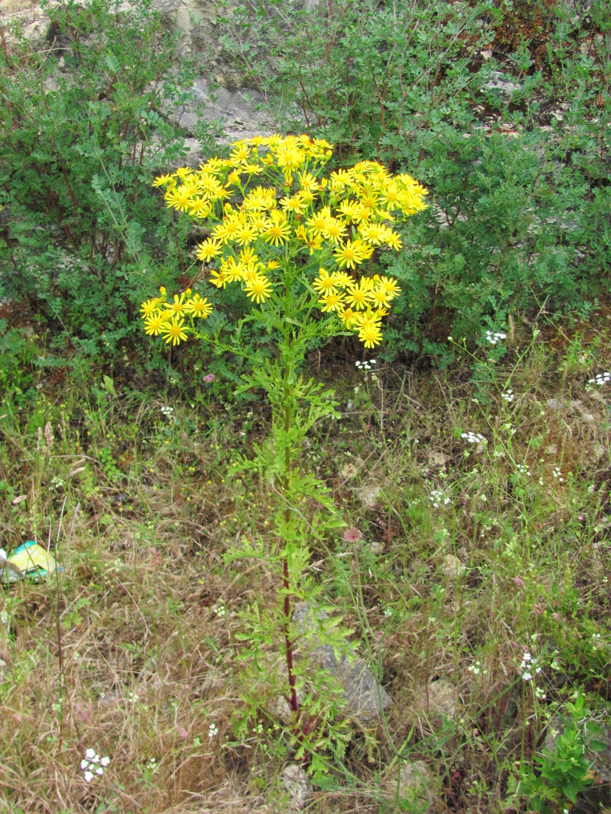 Das plantas e das pessoas: Jacobaea vulgaris Gaertner (Compositae)