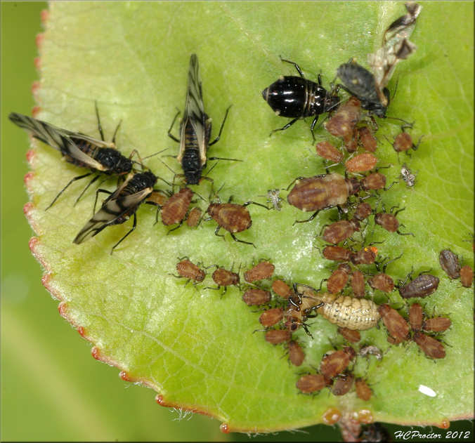 The Home Bug Garden: Friday Bug: Smokey-winged Poplar Aphid.